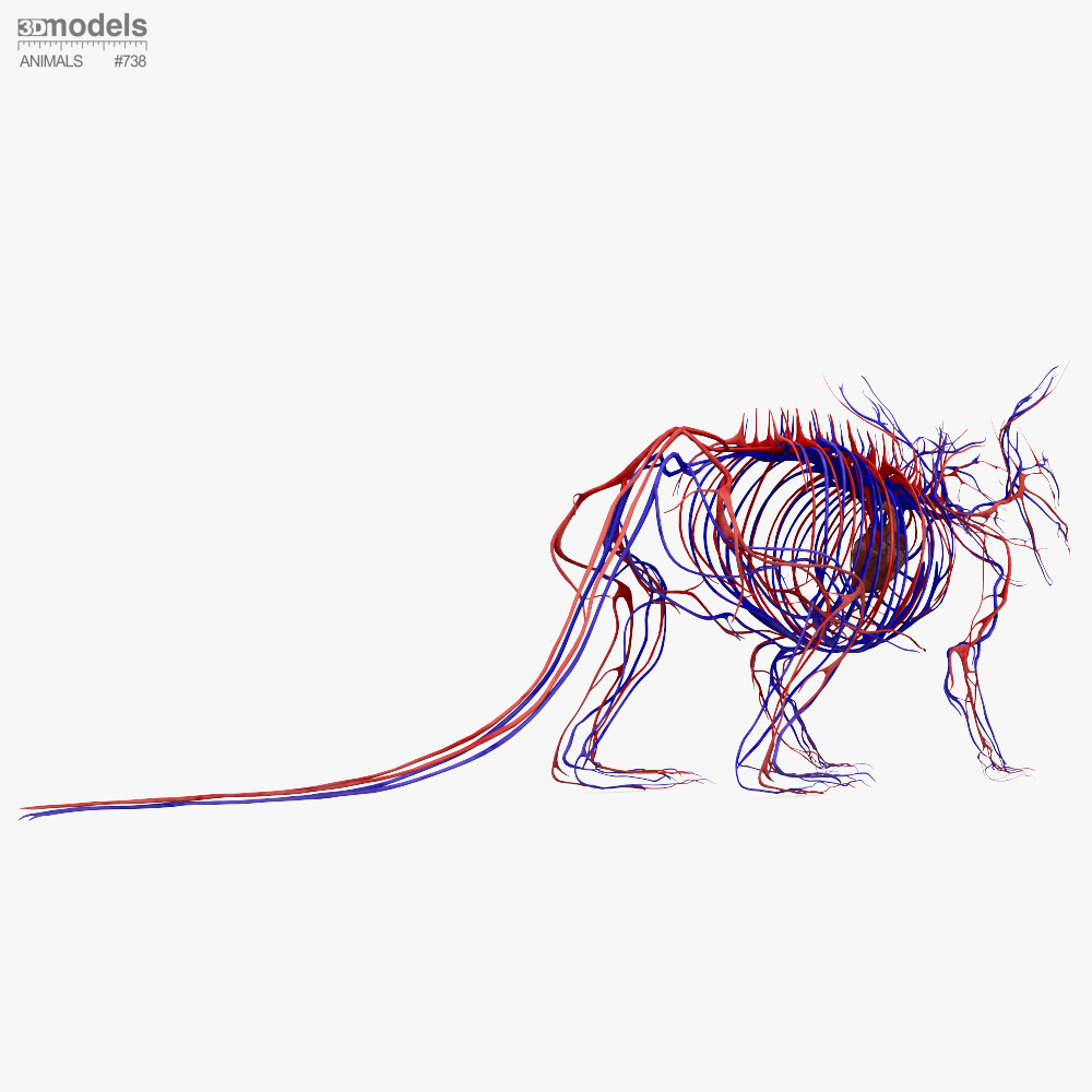 완벽한 마우스 해부학 3D 모델 - 다운로드 포유류 on 3DModels.org