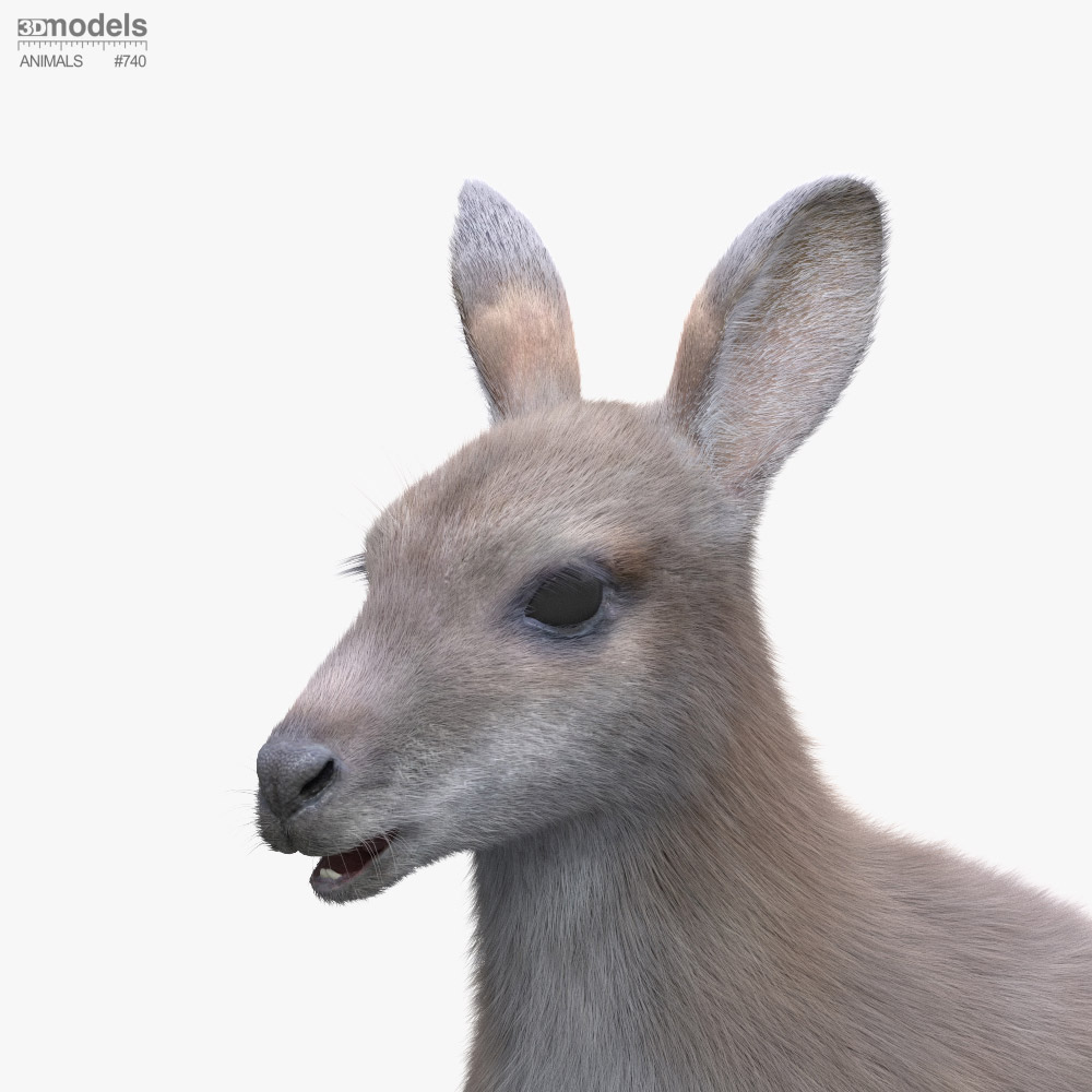 Red Necked Wallaby 3D model - Download Mammals on 3DModels.org