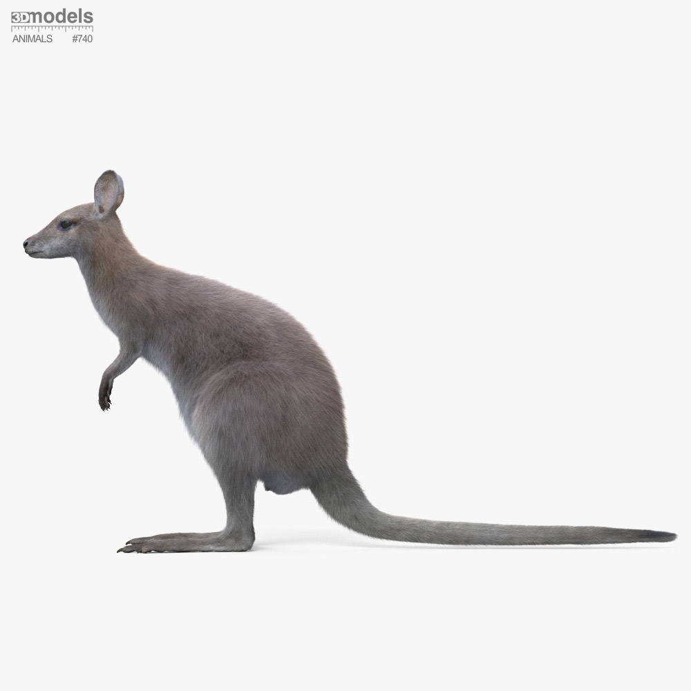 Red Necked Wallaby 3D model - Download Mammals on 3DModels.org