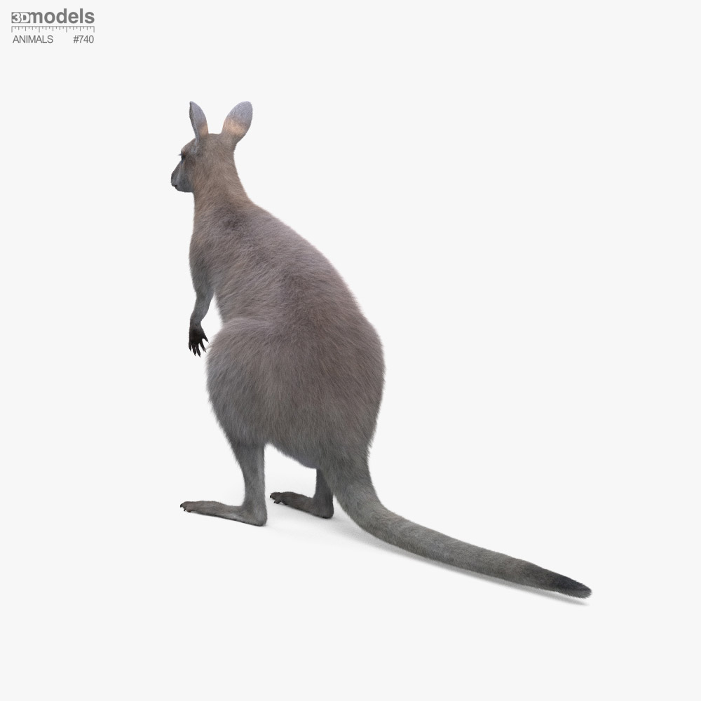 Red Necked Wallaby 3D model - Download Mammals on 3DModels.org