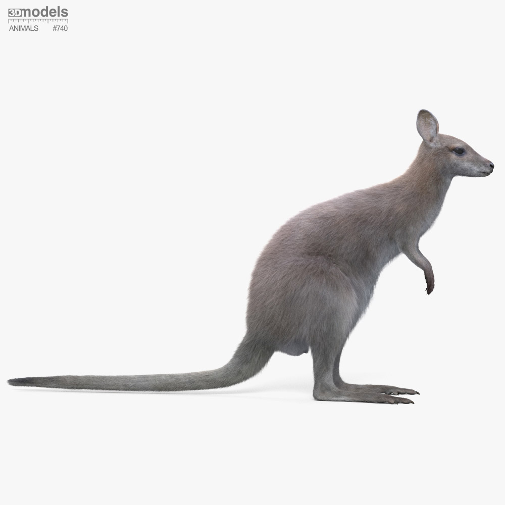 Red Necked Wallaby 3D model - Download Mammals on 3DModels.org