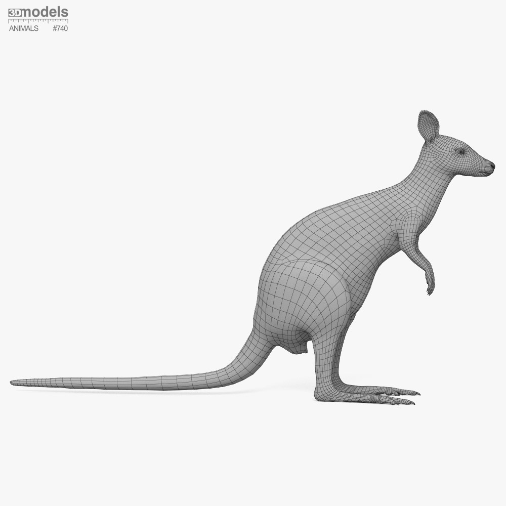 Red Necked Wallaby 3D model - Download Mammals on 3DModels.org