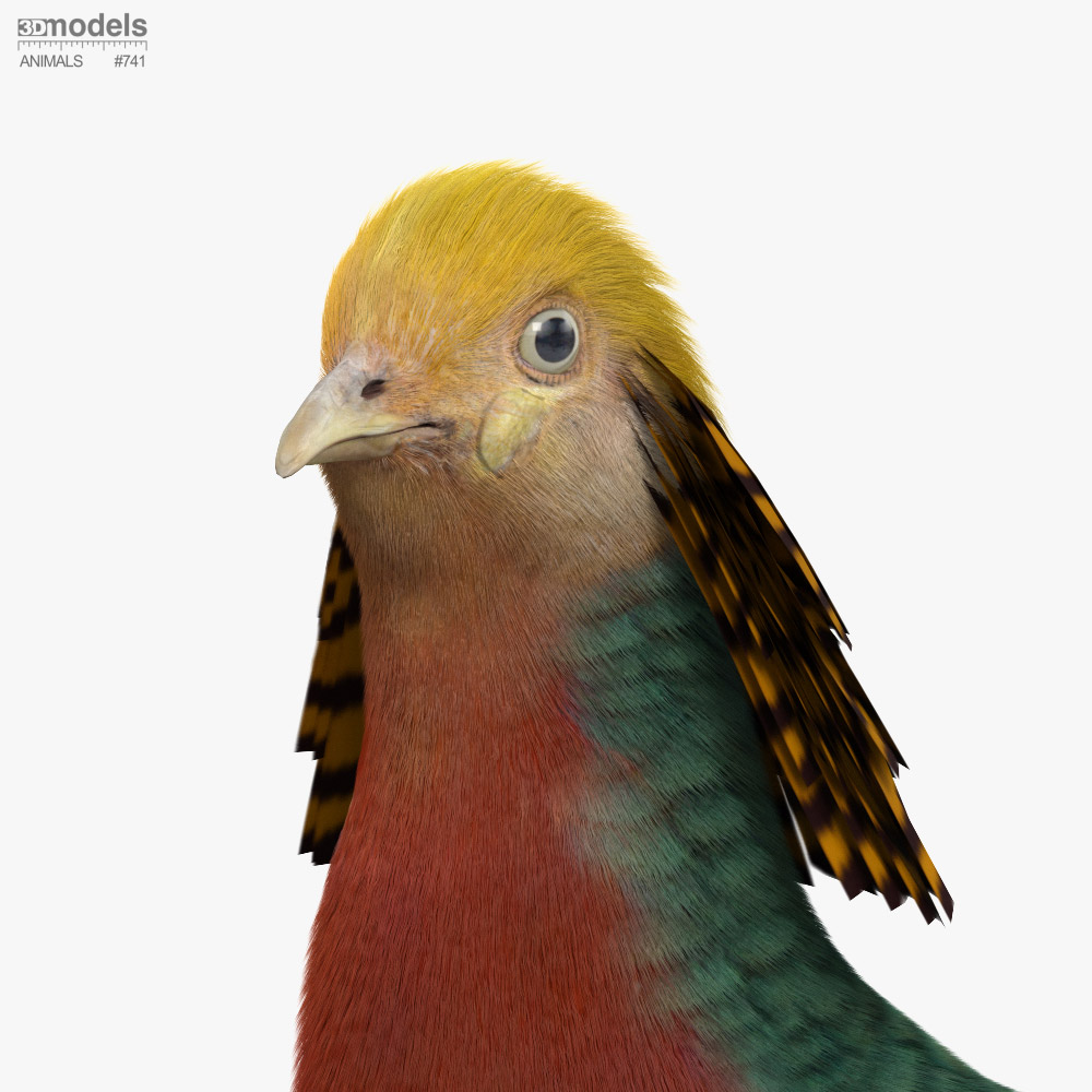 Golden Pheasant 3D model - Download Birds on 3DModels.org