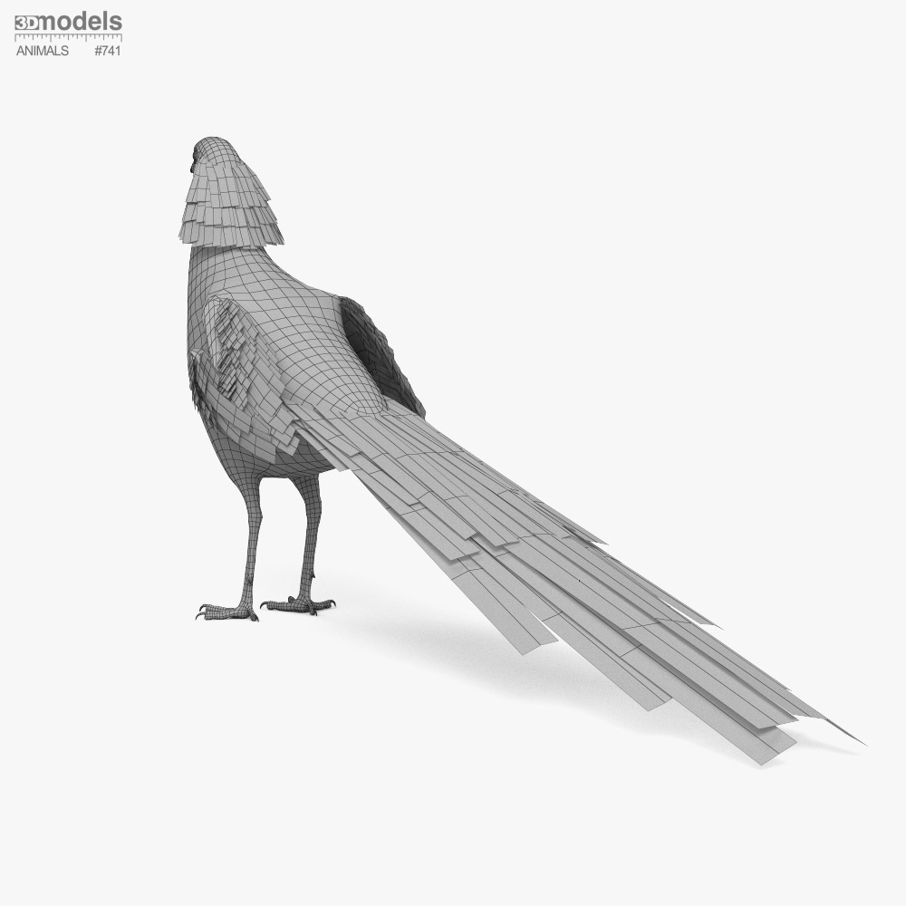 Golden Pheasant 3D model - Download Birds on 3DModels.org