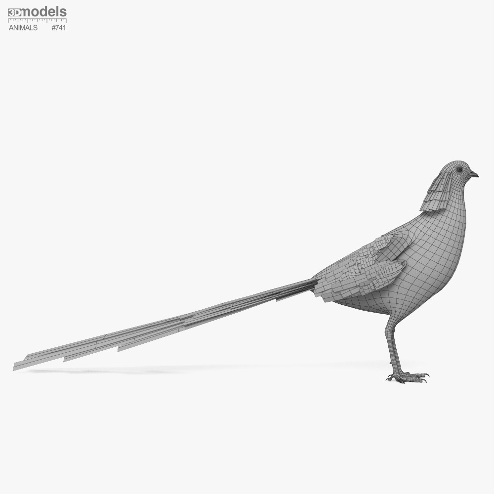 Golden Pheasant 3D model - Download Birds on 3DModels.org