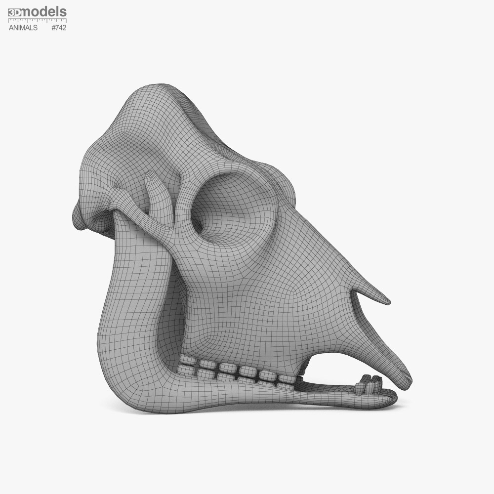 Cow Skull 3D model - Download Mammals on 3DModels.org