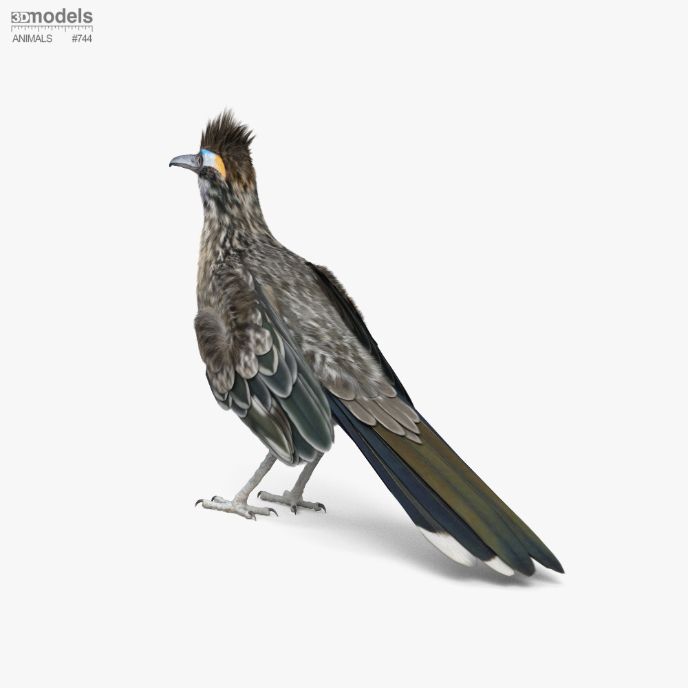 ロードランナー 3Dモデル - ダウンロード 鳥類 on 3DModels.org