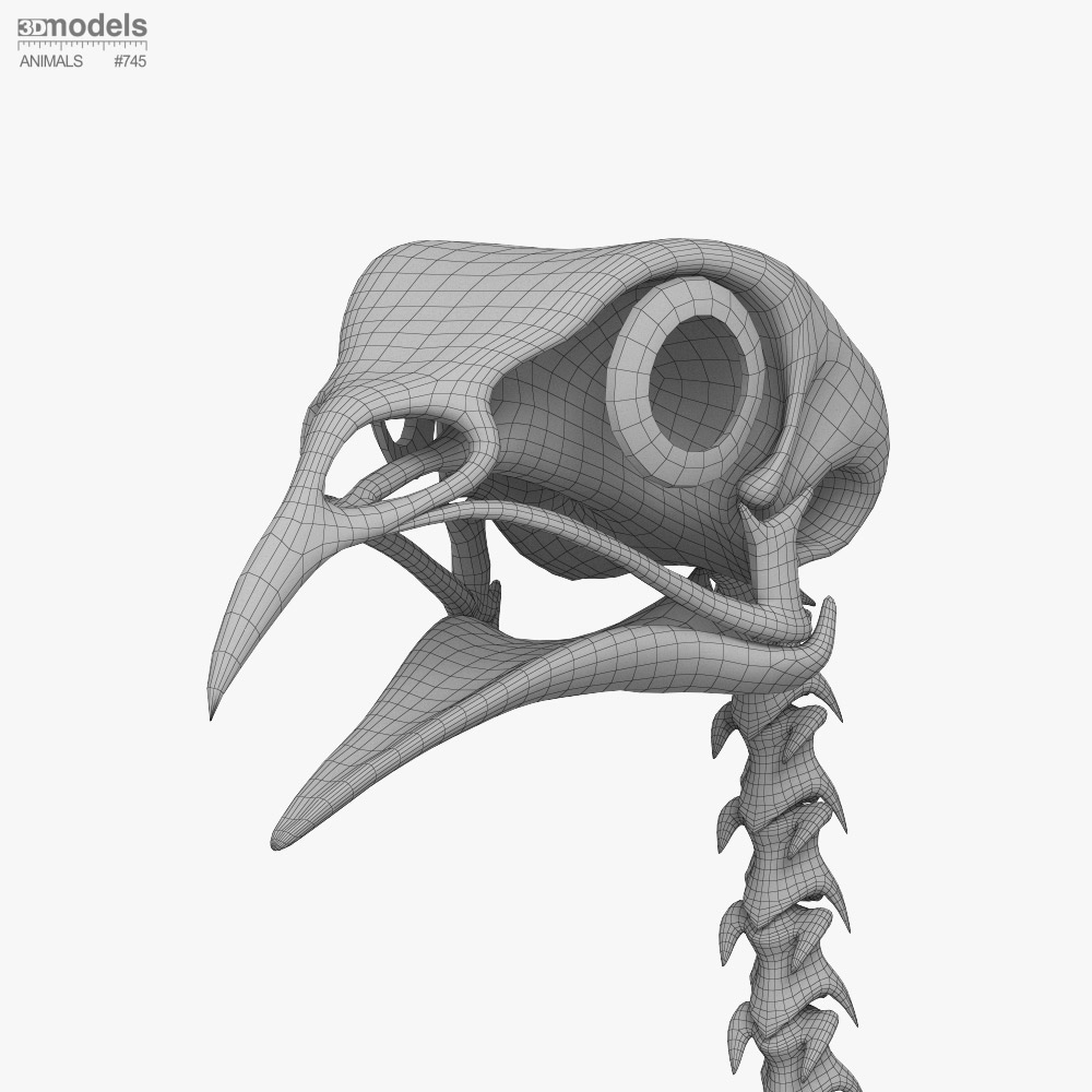 닭 골격 3D 모델 - 다운로드 새 on 3DModels.org
