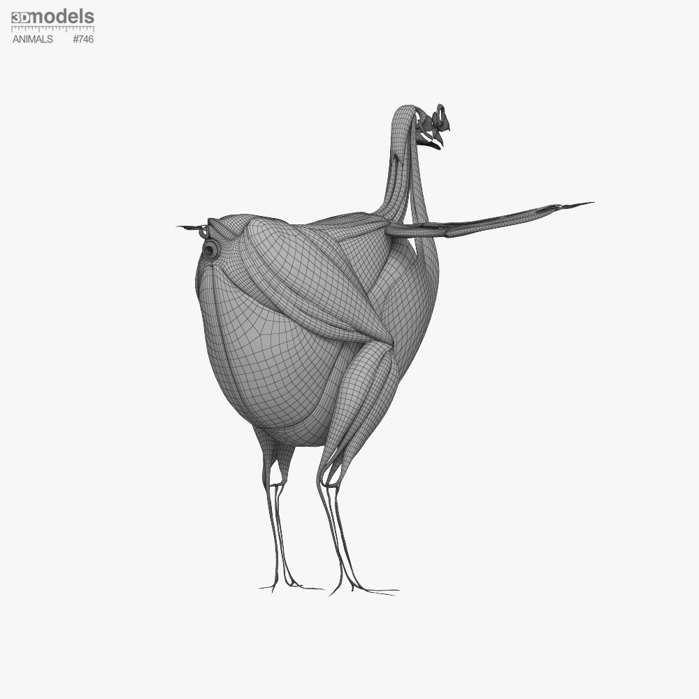 Chicken Muscular System 3D 모델 - 다운로드 새 on 3DModels.org