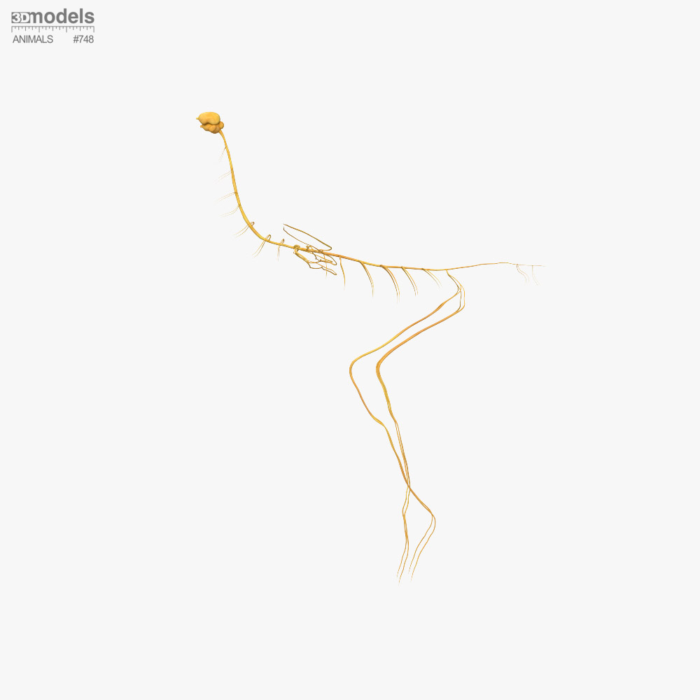 Chicken Nervous System 3D model - Download Birds on 3DModels.org