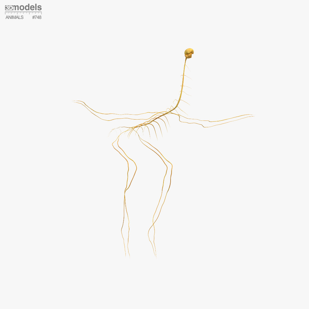 Chicken Nervous System 3D model - Download Birds on 3DModels.org