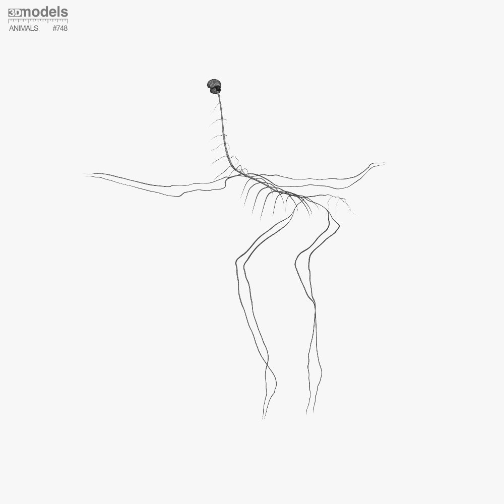 Chicken Nervous System 3D model - Download Birds on 3DModels.org