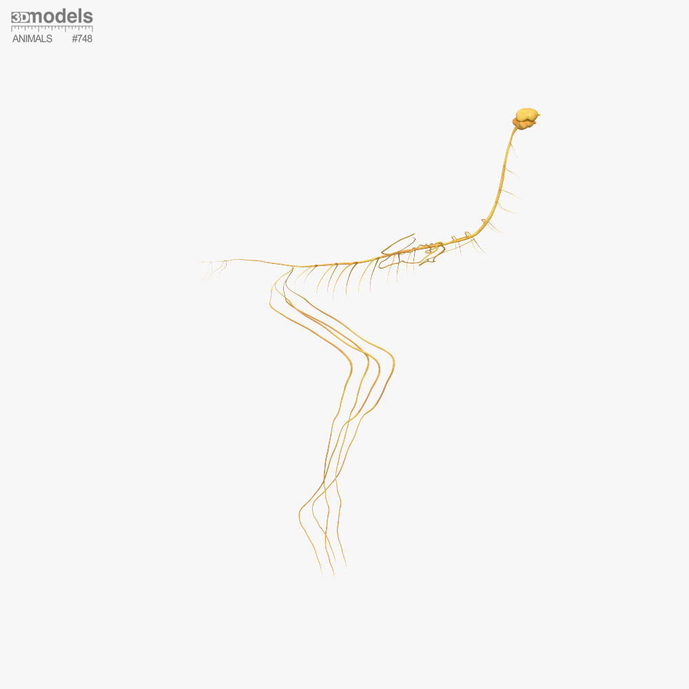 Chicken Nervous System 3D model - Download Birds on 3DModels.org