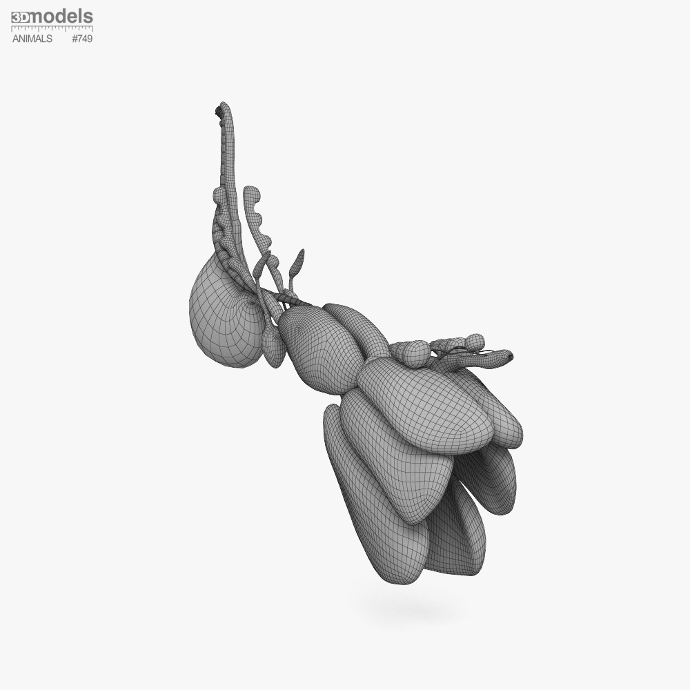 Chicken Internal Organs 3D model - Download Birds on 3DModels.org