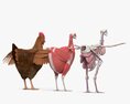 Complete Chicken Anatomy 3D model - Download Birds on 3DModels.org
