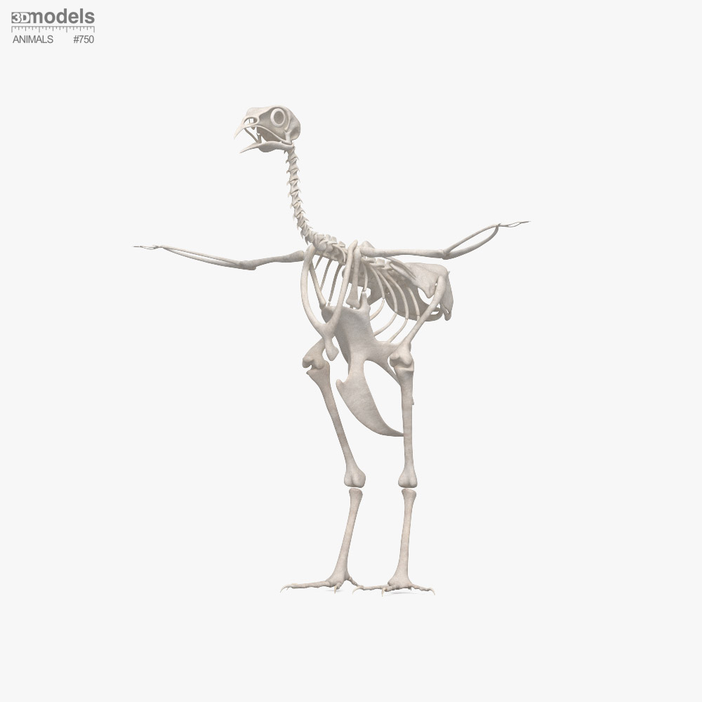 Complete Chicken Anatomy 3Dモデル - ダウンロード 鳥類 on 3DModels.org