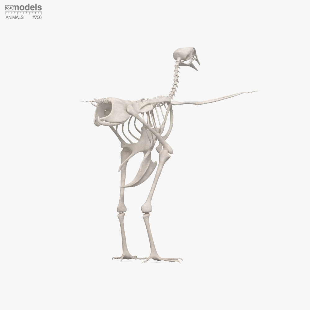 Complete Chicken Anatomy 3D model - Download Birds on 3DModels.org