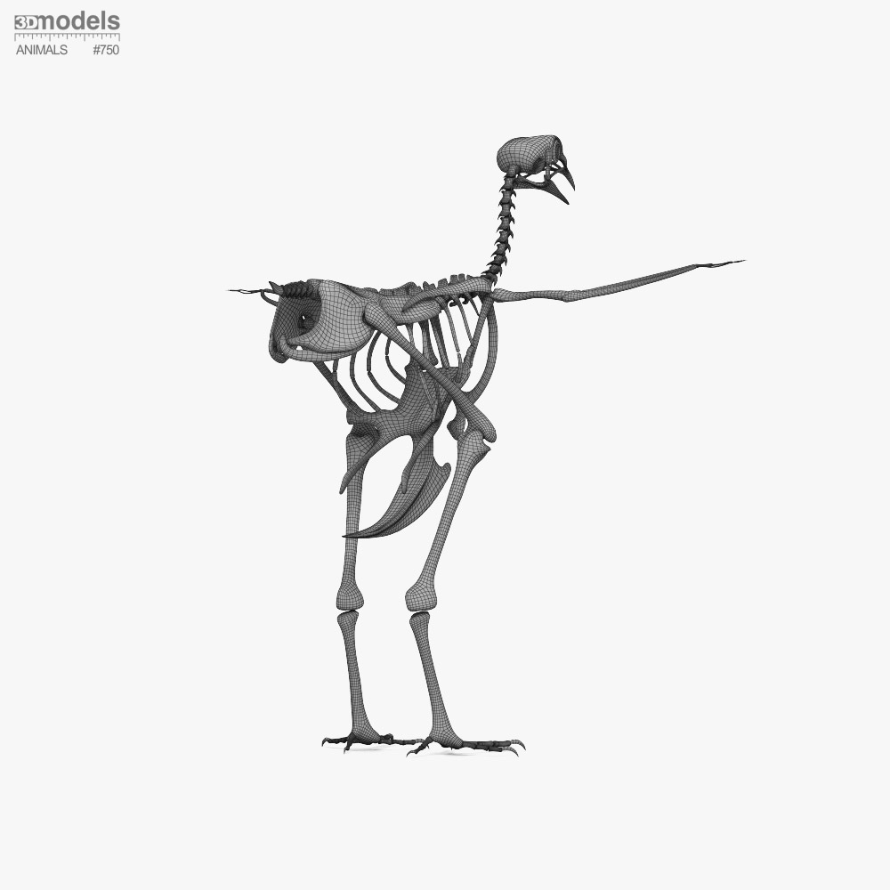 Complete Chicken Anatomy 3D model - Download Birds on 3DModels.org