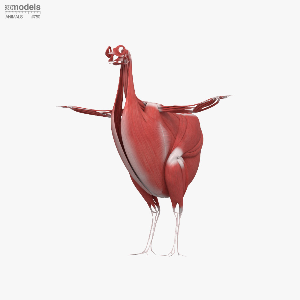 Complete Chicken Anatomy 3D model - Download Birds on 3DModels.org