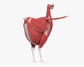 Complete Chicken Anatomy 3D model - Download Birds on 3DModels.org