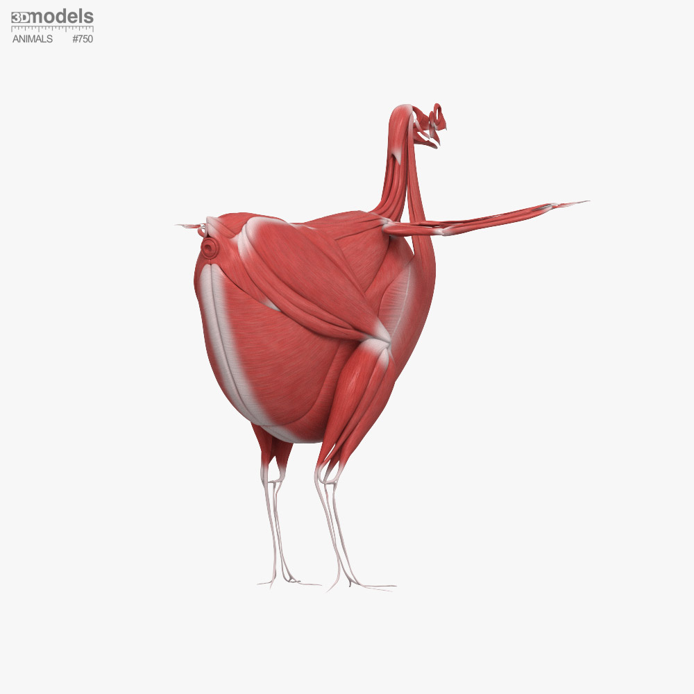 Complete Chicken Anatomy 3D model - Download Birds on 3DModels.org