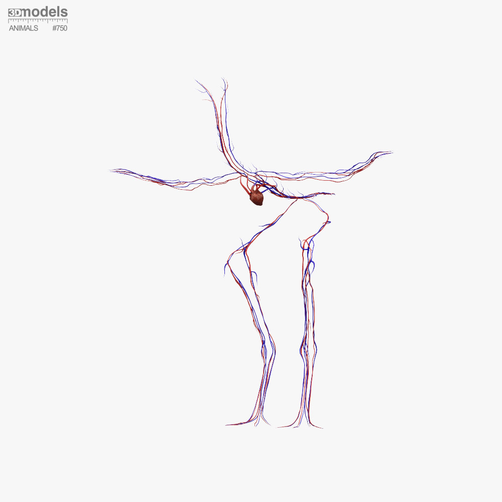 Complete Chicken Anatomy 3D model - Download Birds on 3DModels.org