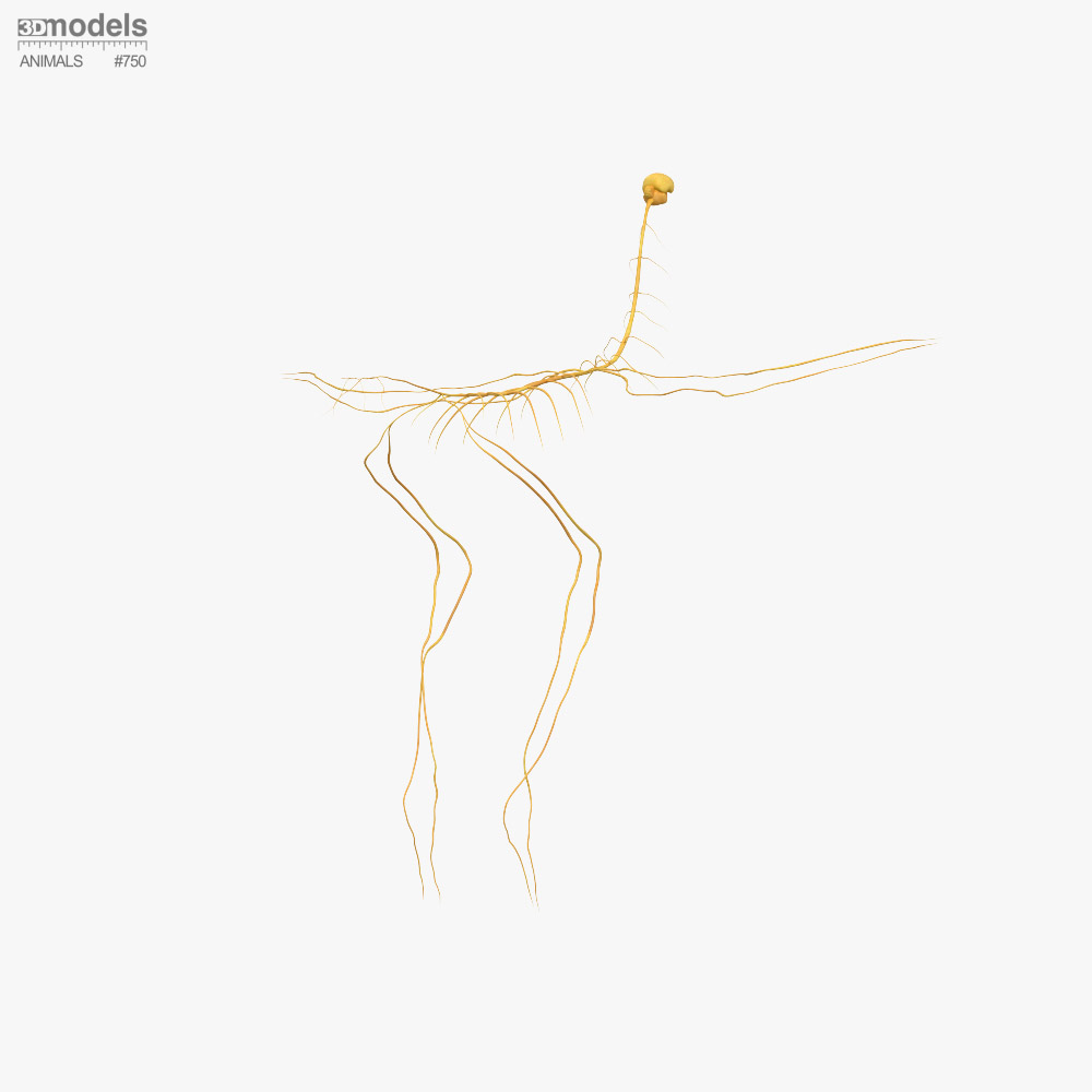 Complete Chicken Anatomy 3D model - Download Birds on 3DModels.org