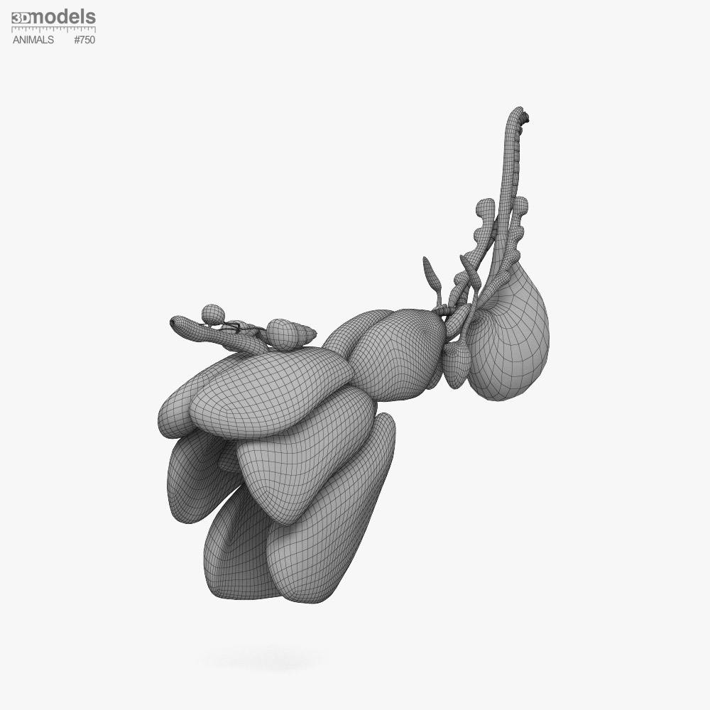 Complete Chicken Anatomy 3D model - Download Birds on 3DModels.org