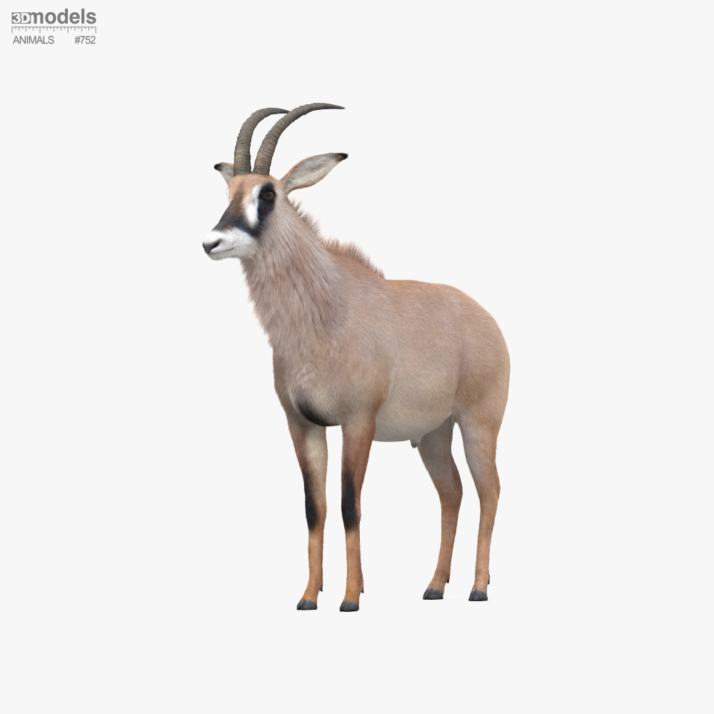 Roan Antelope 3D model - Download Mammals on 3DModels.org