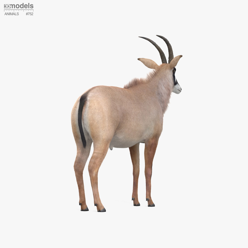 Roan Antelope 3D model - Download Mammals on 3DModels.org