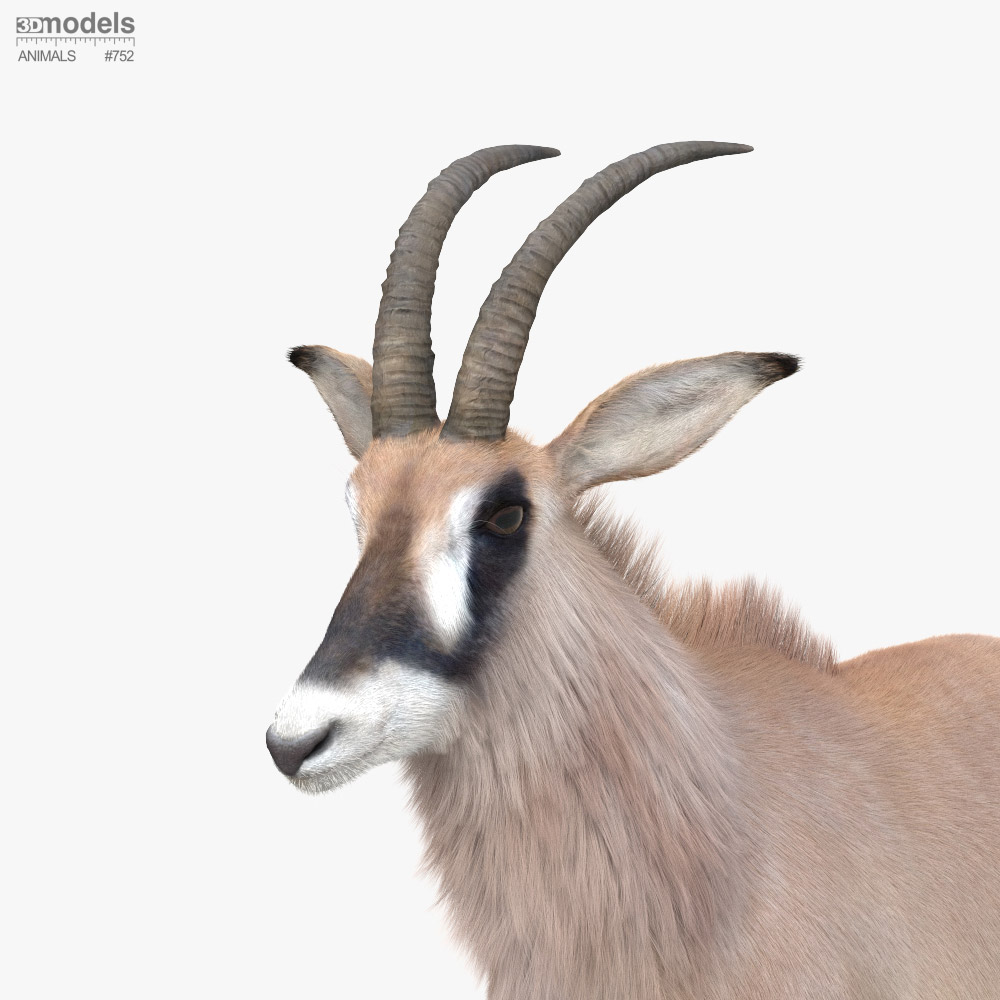 Roan Antelope 3D model - Download Mammals on 3DModels.org