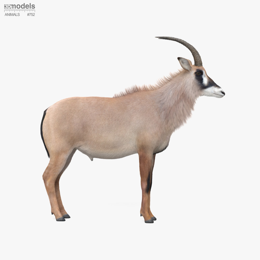 Roan Antelope 3D model - Download Mammals on 3DModels.org