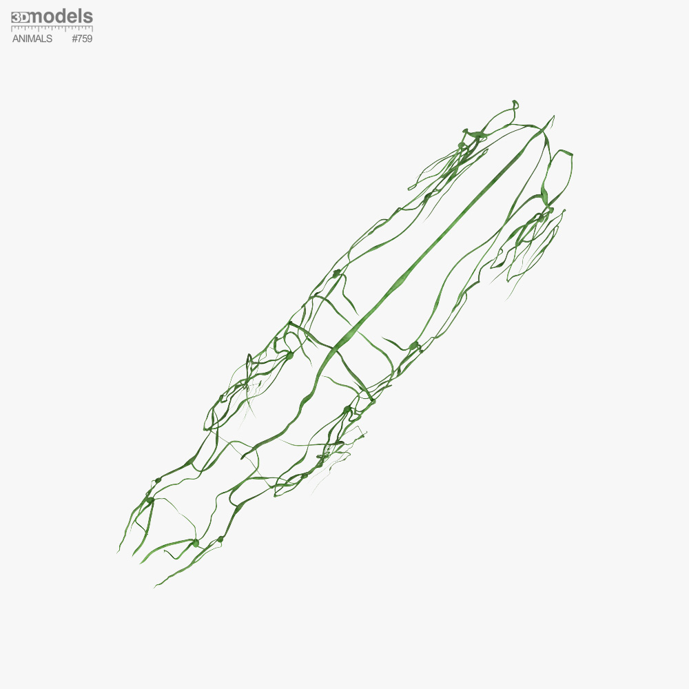 Rabbit Lymphatic System 3D model - Download Mammals on 3DModels.org