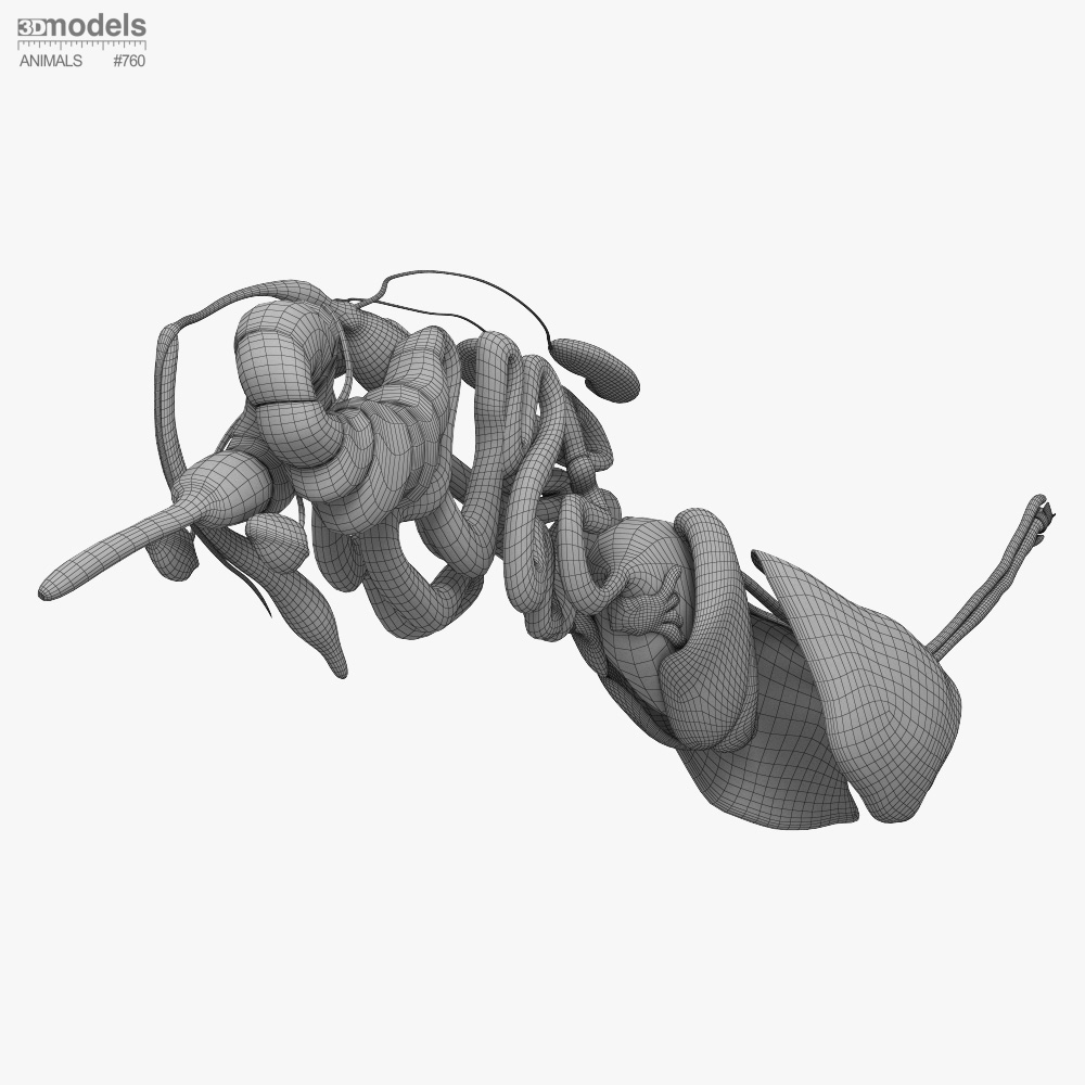 Rabbit Internal Organs 3D model - Download Mammals on 3DModels.org