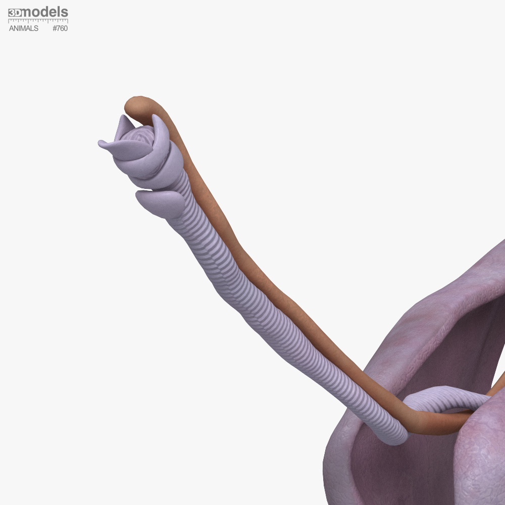 Rabbit Internal Organs 3D model - Download Mammals on 3DModels.org