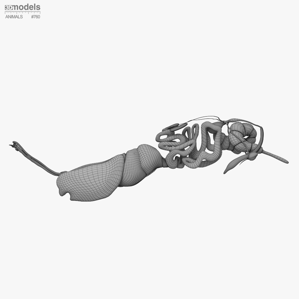 Rabbit Internal Organs 3D model - Download Mammals on 3DModels.org