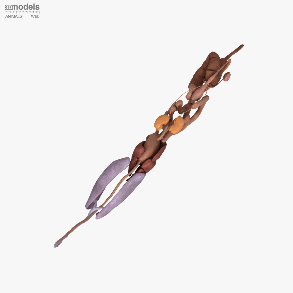 Rabbit Internal Organs 3D model - Download Mammals on 3DModels.org