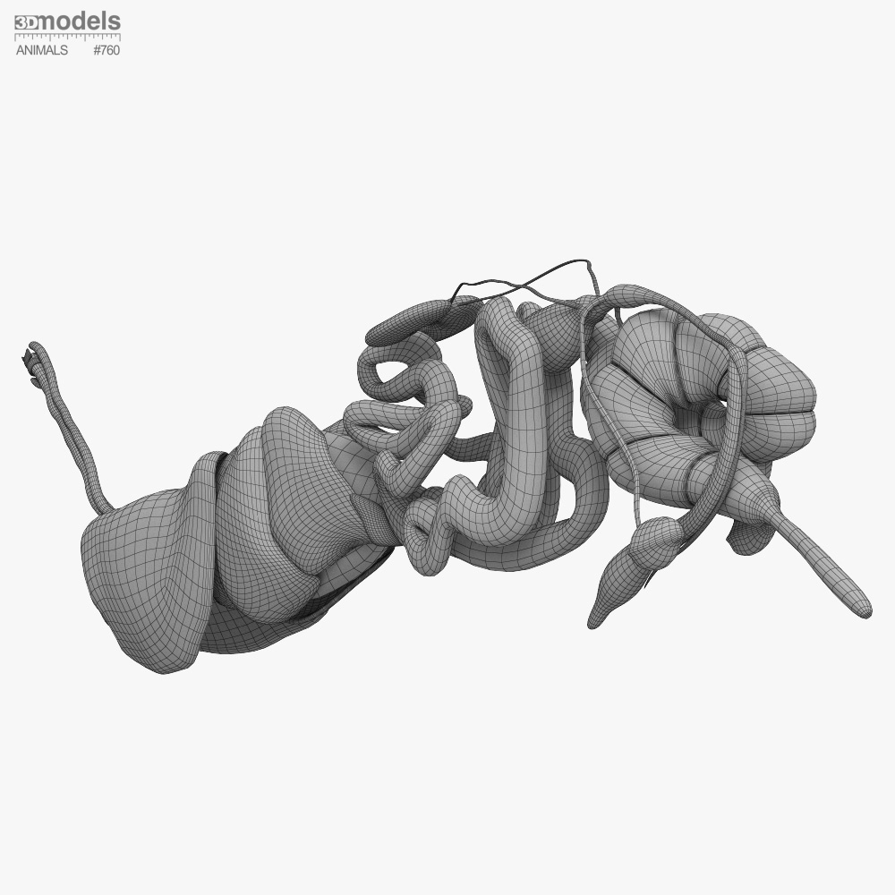 Rabbit Internal Organs 3D model - Download Mammals on 3DModels.org