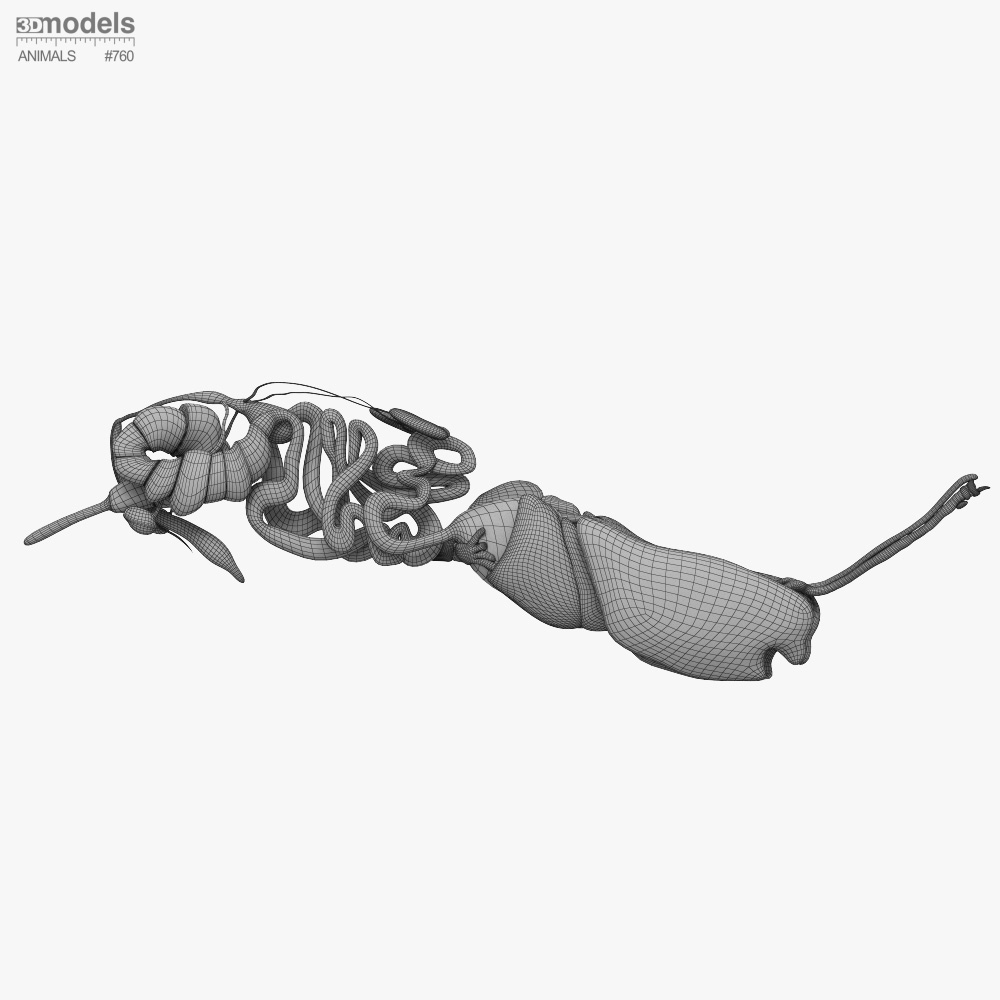 Rabbit Internal Organs 3D model - Download Mammals on 3DModels.org