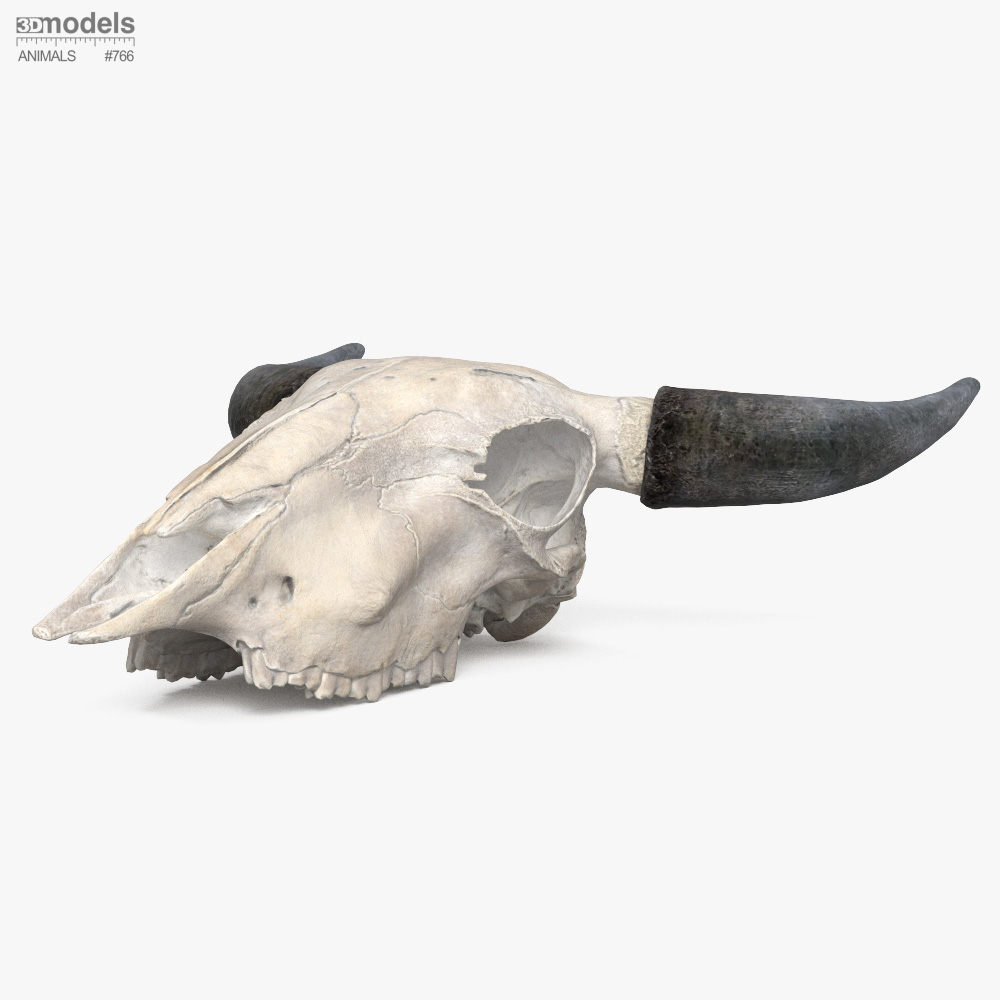 Buffalo Bison Skull 3D model - Download Mammals on 3DModels.org