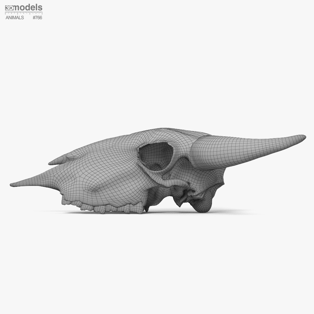 Buffalo Bison Skull 3D model - Download Mammals on 3DModels.org