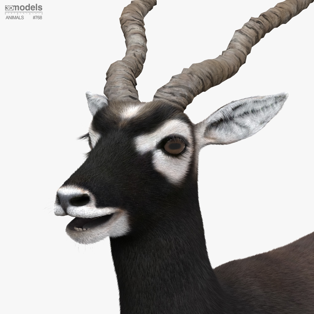 Blackbuck 3D model - Download Mammals on 3DModels.org