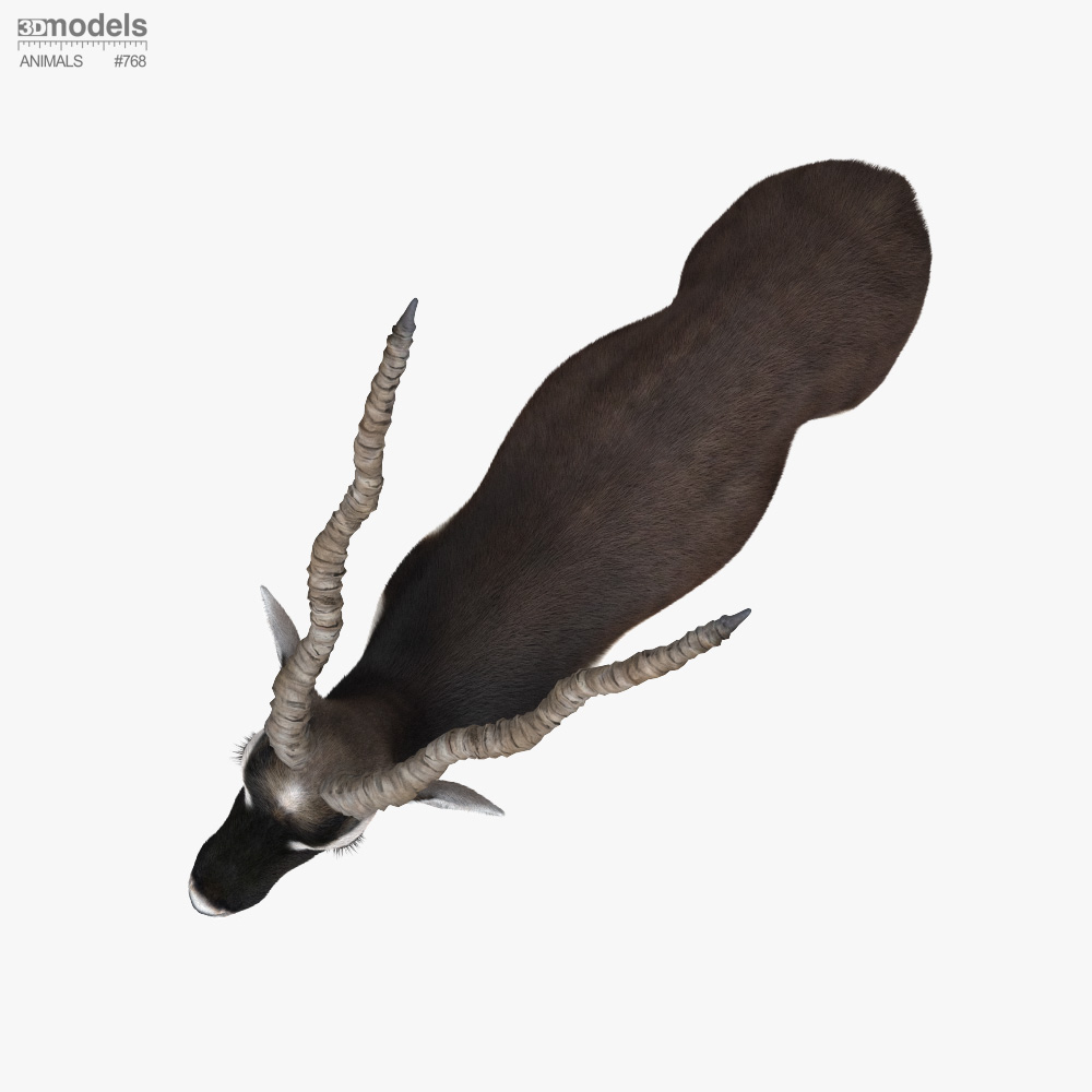 Blackbuck 3D model - Download Mammals on 3DModels.org