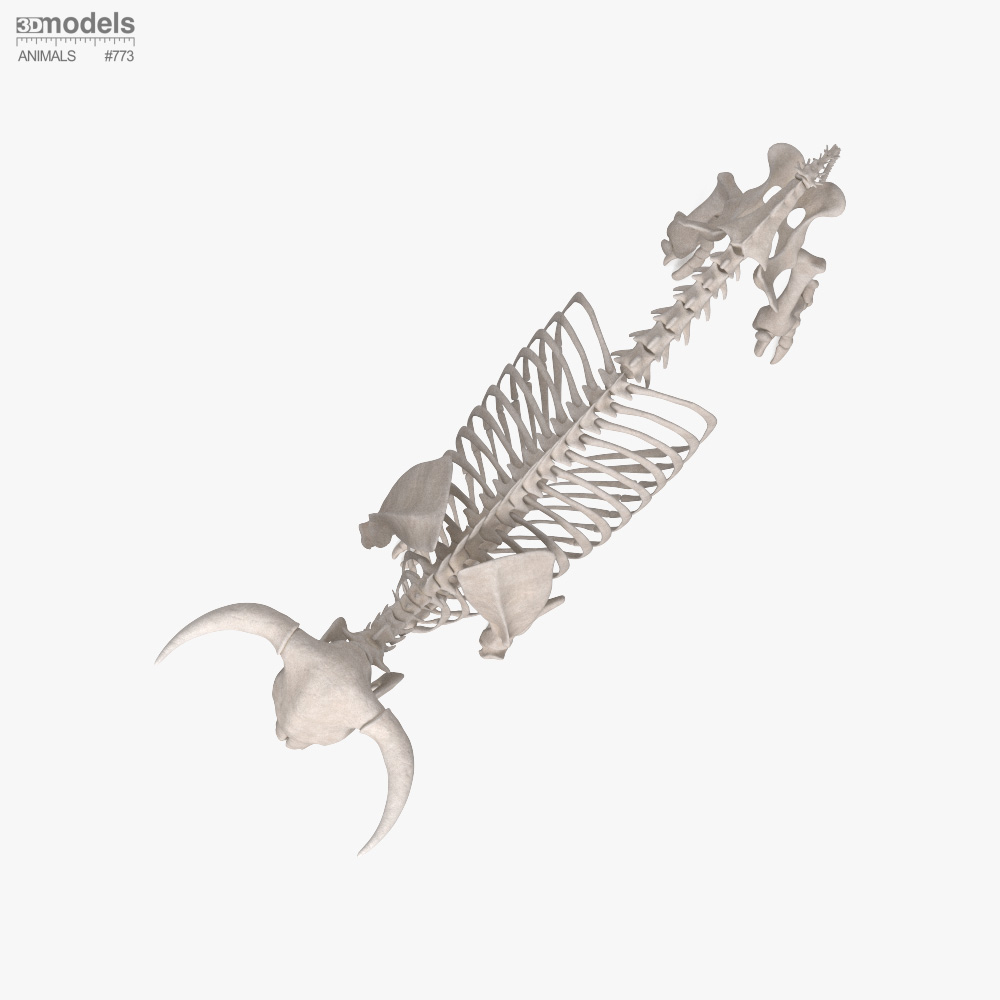 Bull Skeleton 3D model - Download Mammals on 3DModels.org