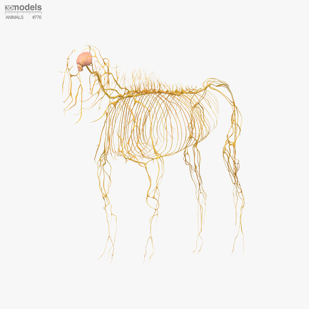 Bull Nervous System 3D model - Download Mammals on 3DModels.org