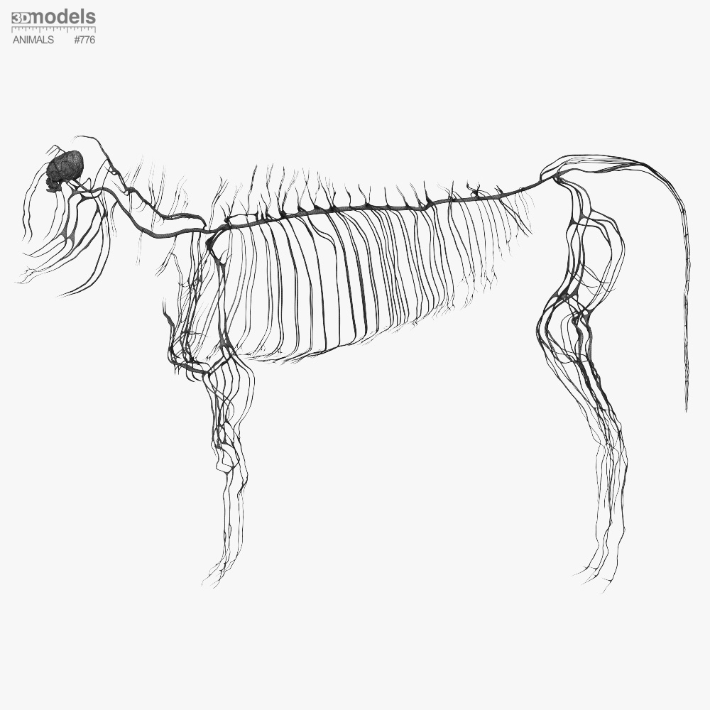 Bull Nervous System 3D model - Download Mammals on 3DModels.org