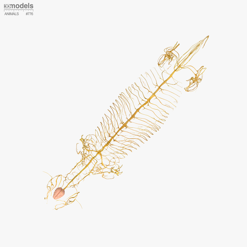 Bull Nervous System 3D model - Download Mammals on 3DModels.org