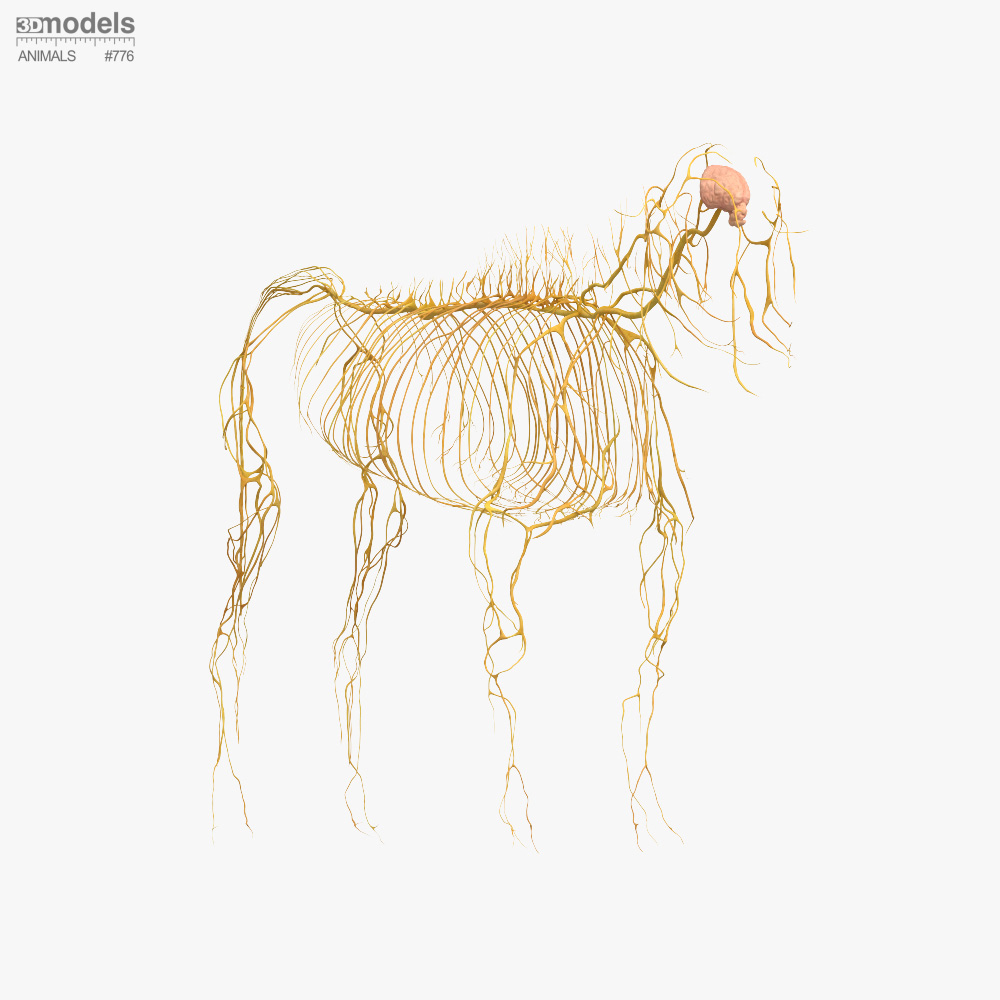 Bull Nervous System 3D model - Download Mammals on 3DModels.org