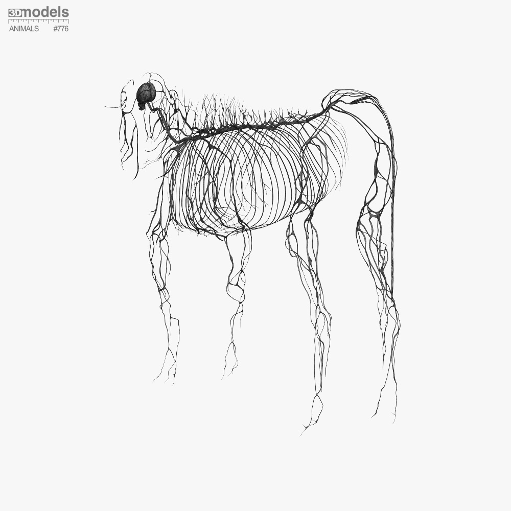 Bull Nervous System 3D model - Download Mammals on 3DModels.org