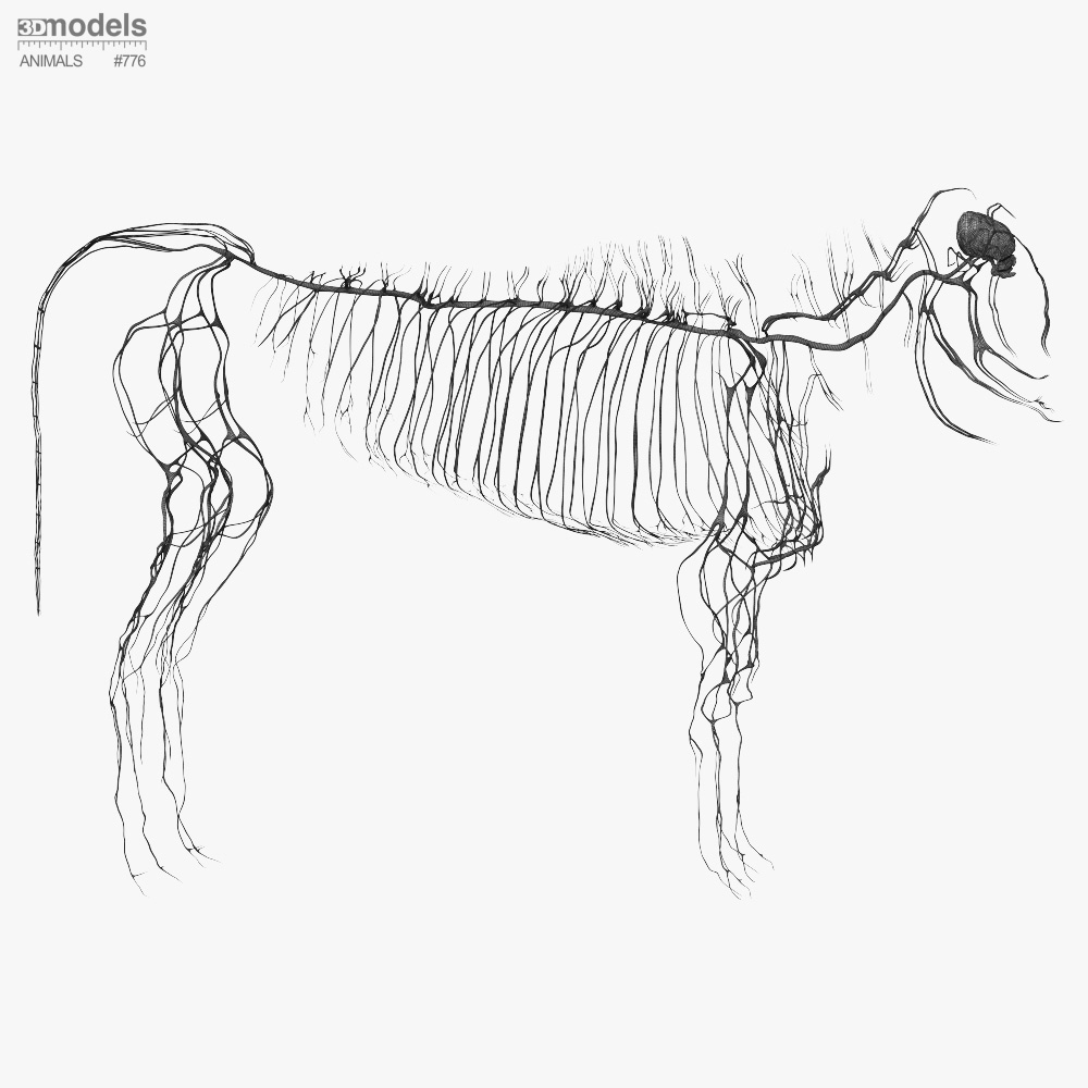 Bull Nervous System 3D model - Download Mammals on 3DModels.org